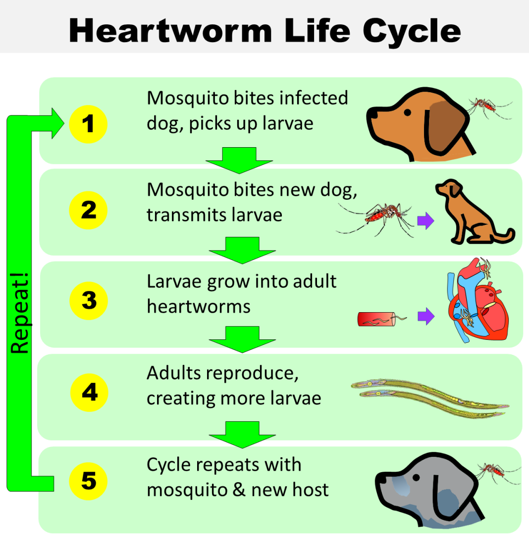 April is Heartworm Awareness Month: What You Need to Know to Protect ...